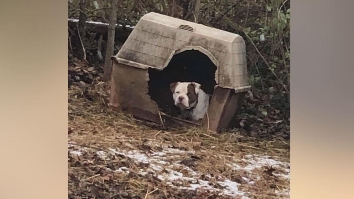 'If you're leaving your dog outside in weather like this, you don't ...