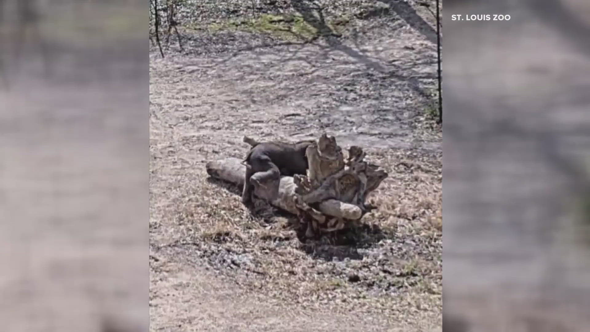 Caught on camera: Baby elephant Jet overcomes logjam | ksdk.com
