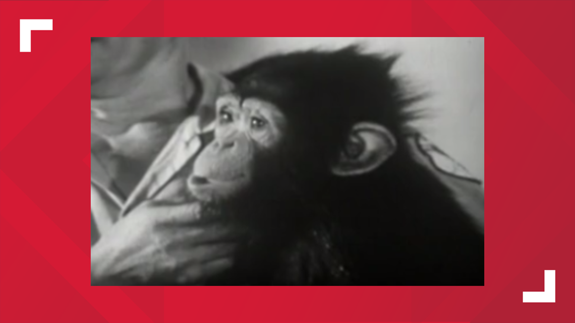 Kidnapping of Mr. Moke the talking chimp | ksdk.com