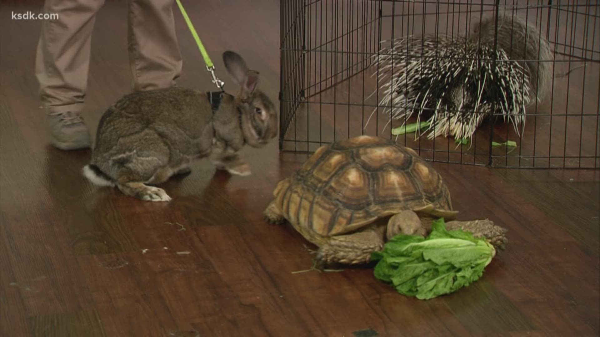 Grant’s Farm welcomes new animals and experiences for 2019 season ...