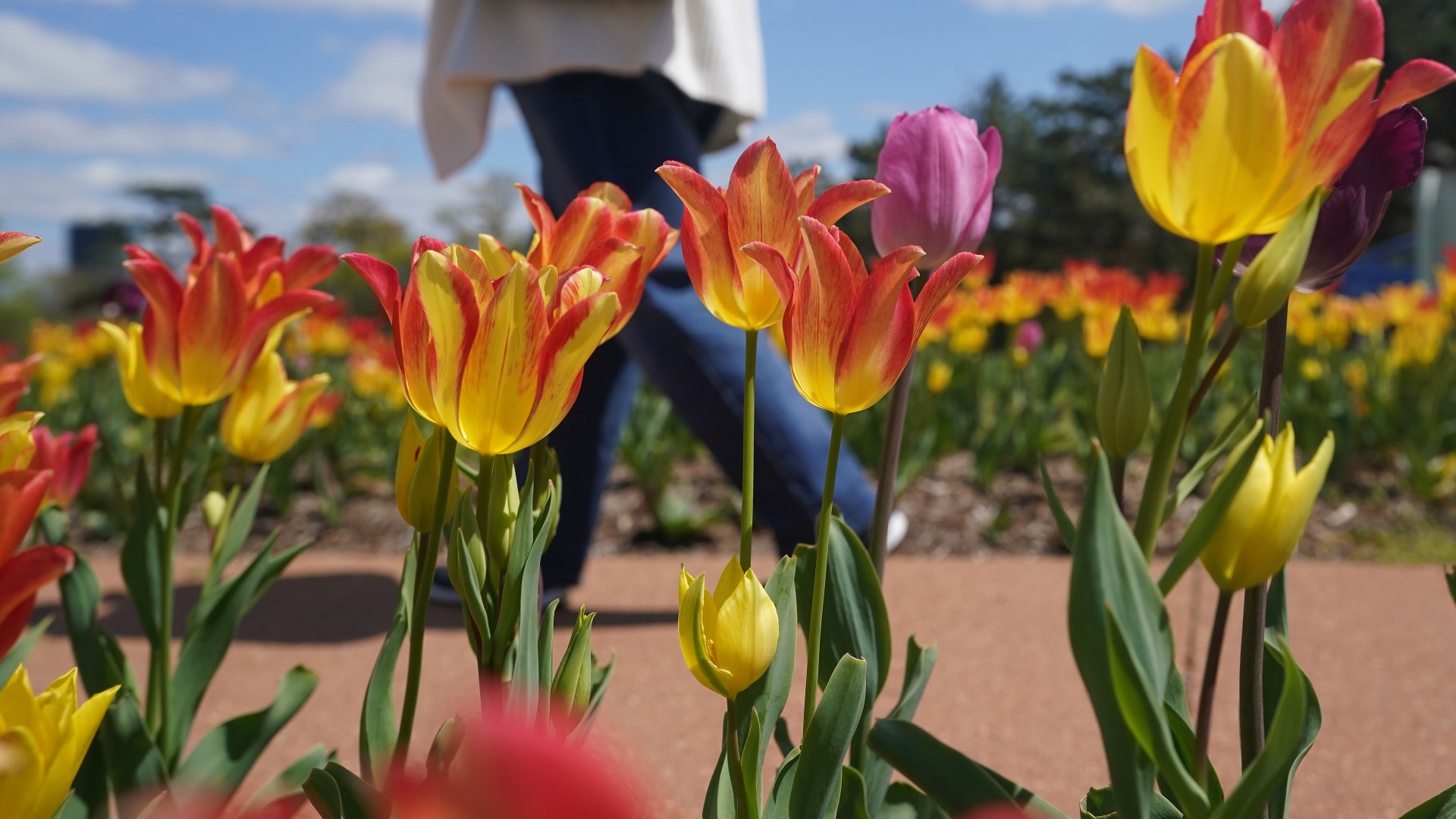 Spring in St. Louis: Things to do 2022 | ksdk.com