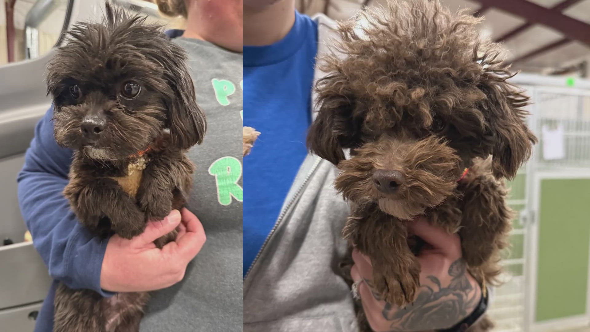 Humane Society of Missouri gets 50 dogs, 25 cats in rescues across the ...