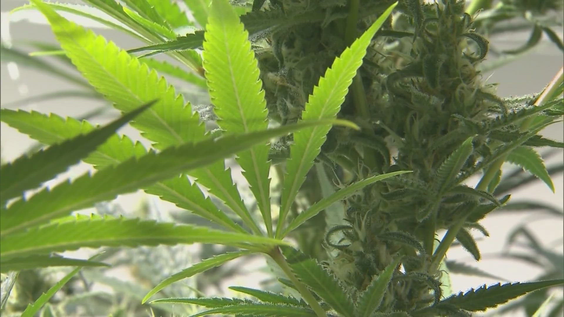 Missouri attorney general warns of unsafe, mislabeled cannabis products ...