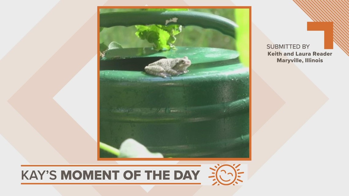 Kay’s Moment of the Day: Tree frog spotted on a watering can | ksdk.com