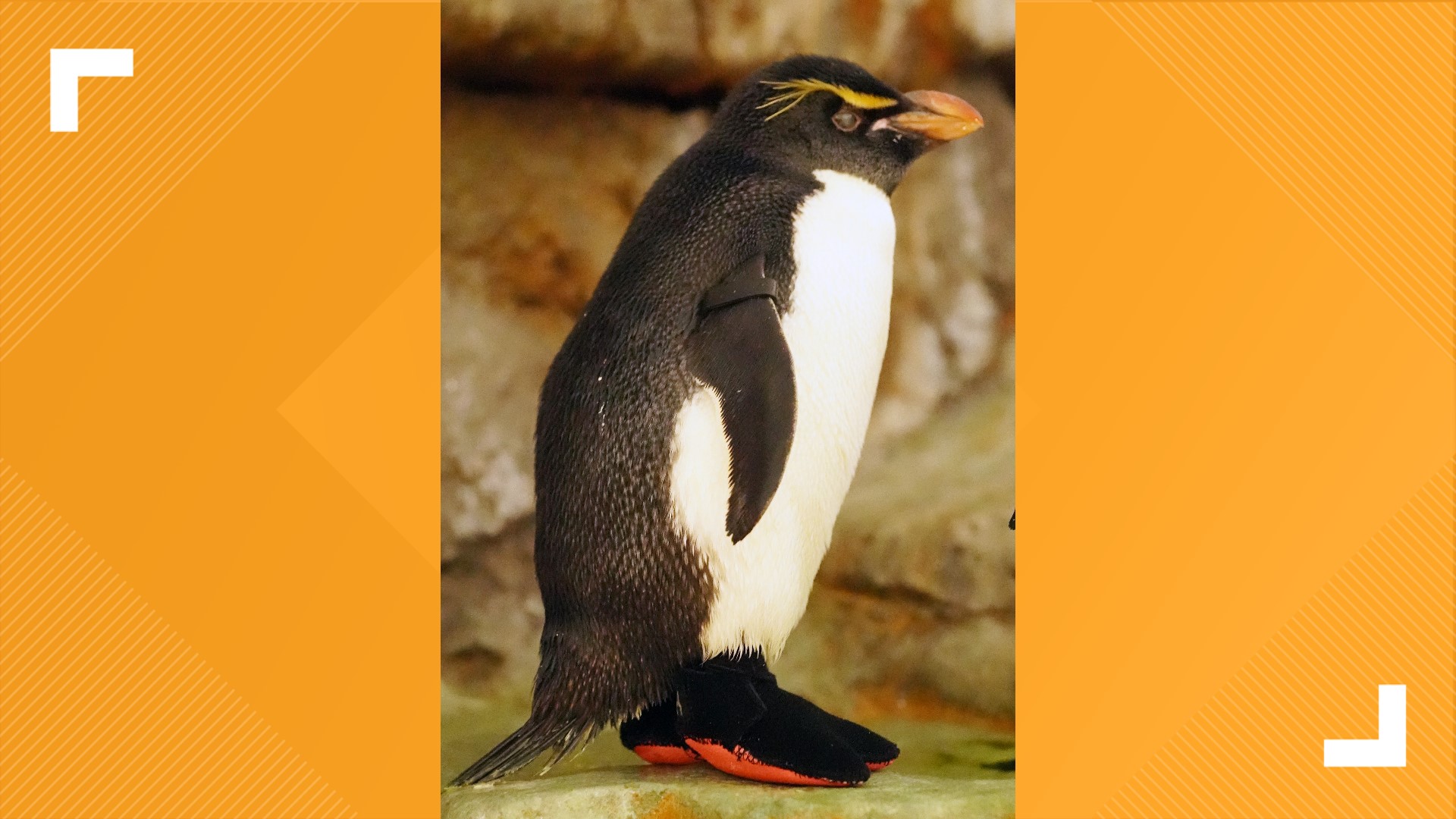St. Louis Zoo penguin goes viral for wearing custom shoes | ksdk.com