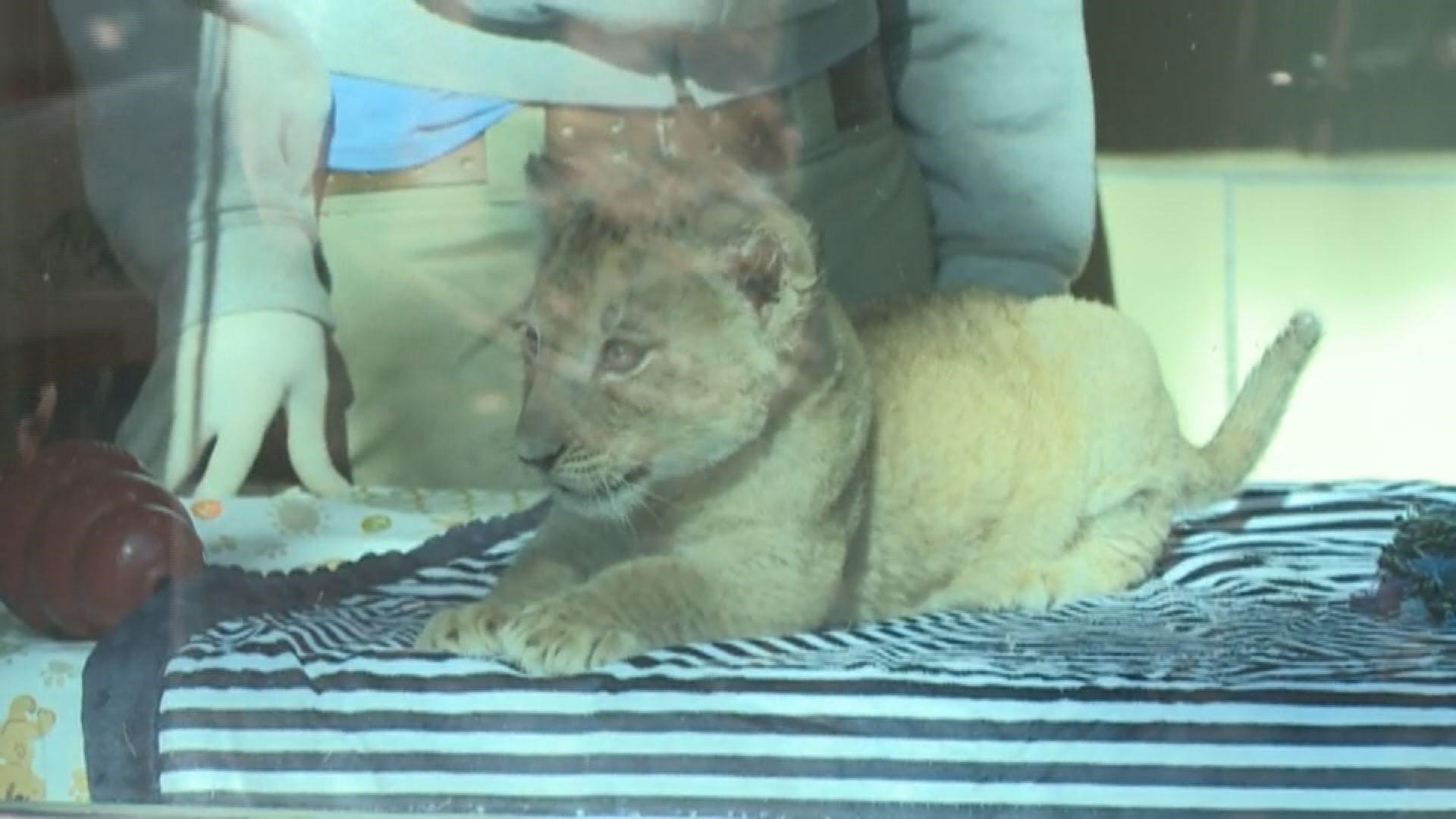 3 lion cubs born at Buffalo Zoo | ksdk.com