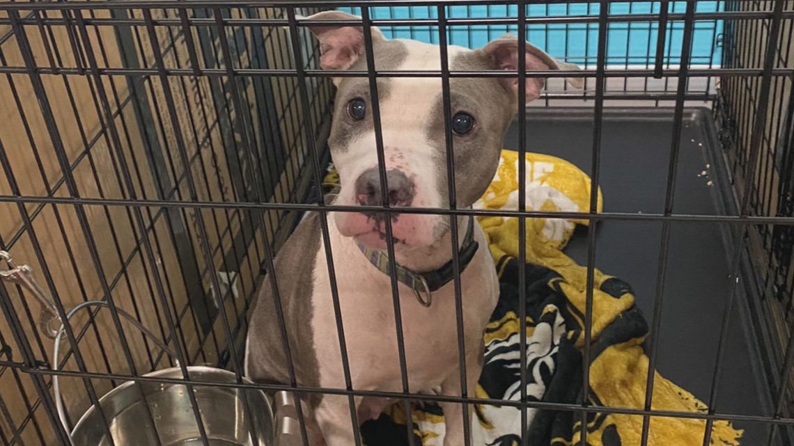The Care STL shelter is overcrowding with animals | ksdk.com