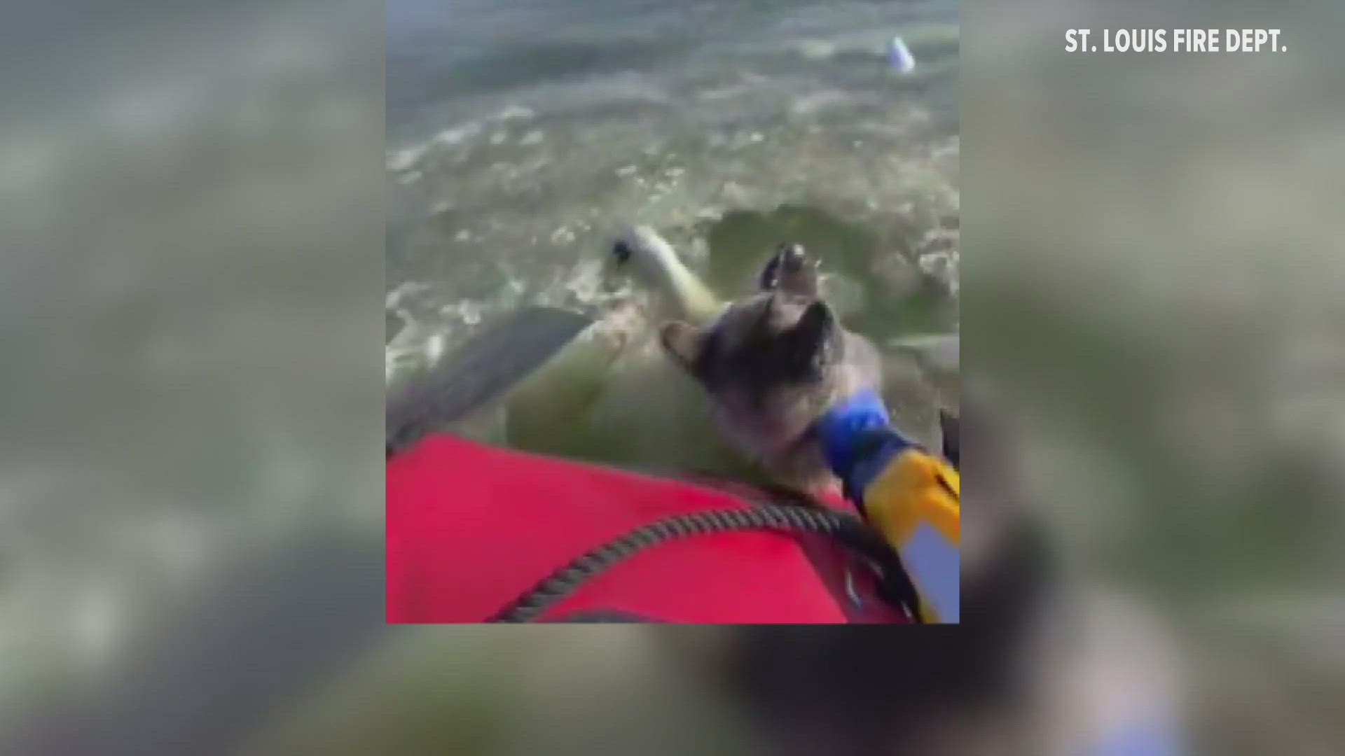 20-year-old falls through ice trying to rescue dog in Clinton County ...