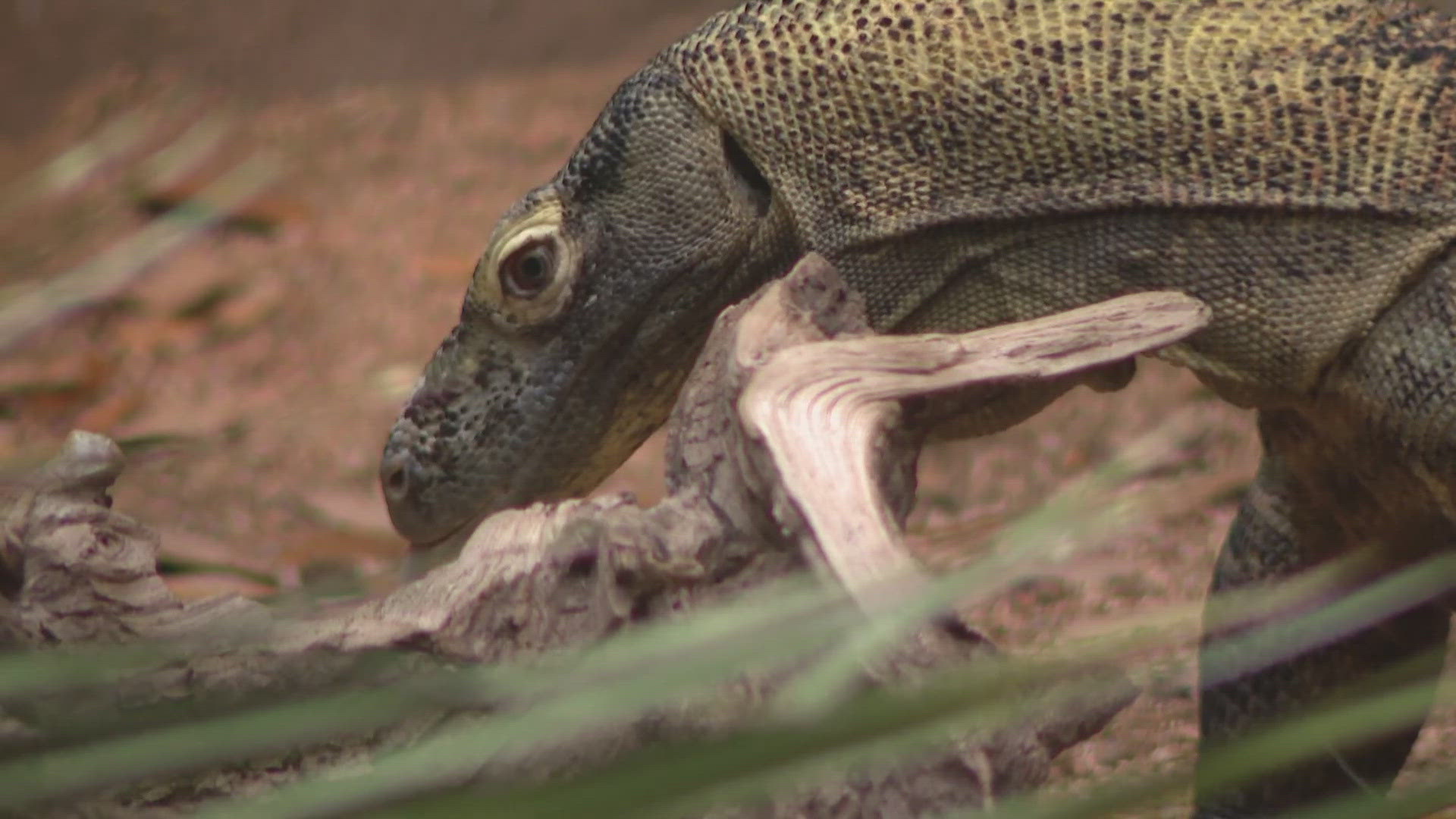 Saint Louis Zoo's Komodo dragon 'Charlie' is getting settled | ksdk.com
