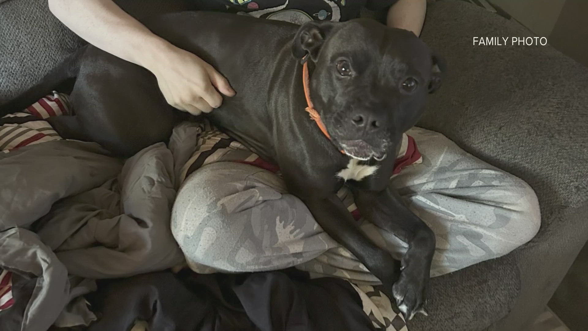Police search for dog that attacked its owners in O'Fallon, Missouri ...