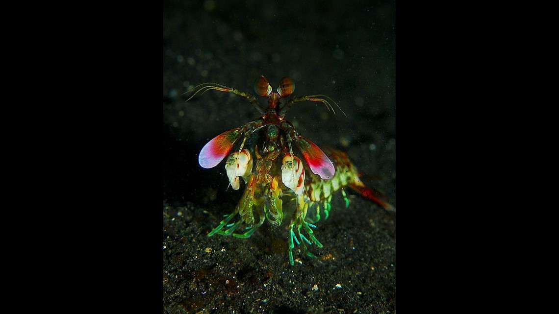 A cooler ocean predator than sharks? Consider the mantis shrimps | ksdk.com