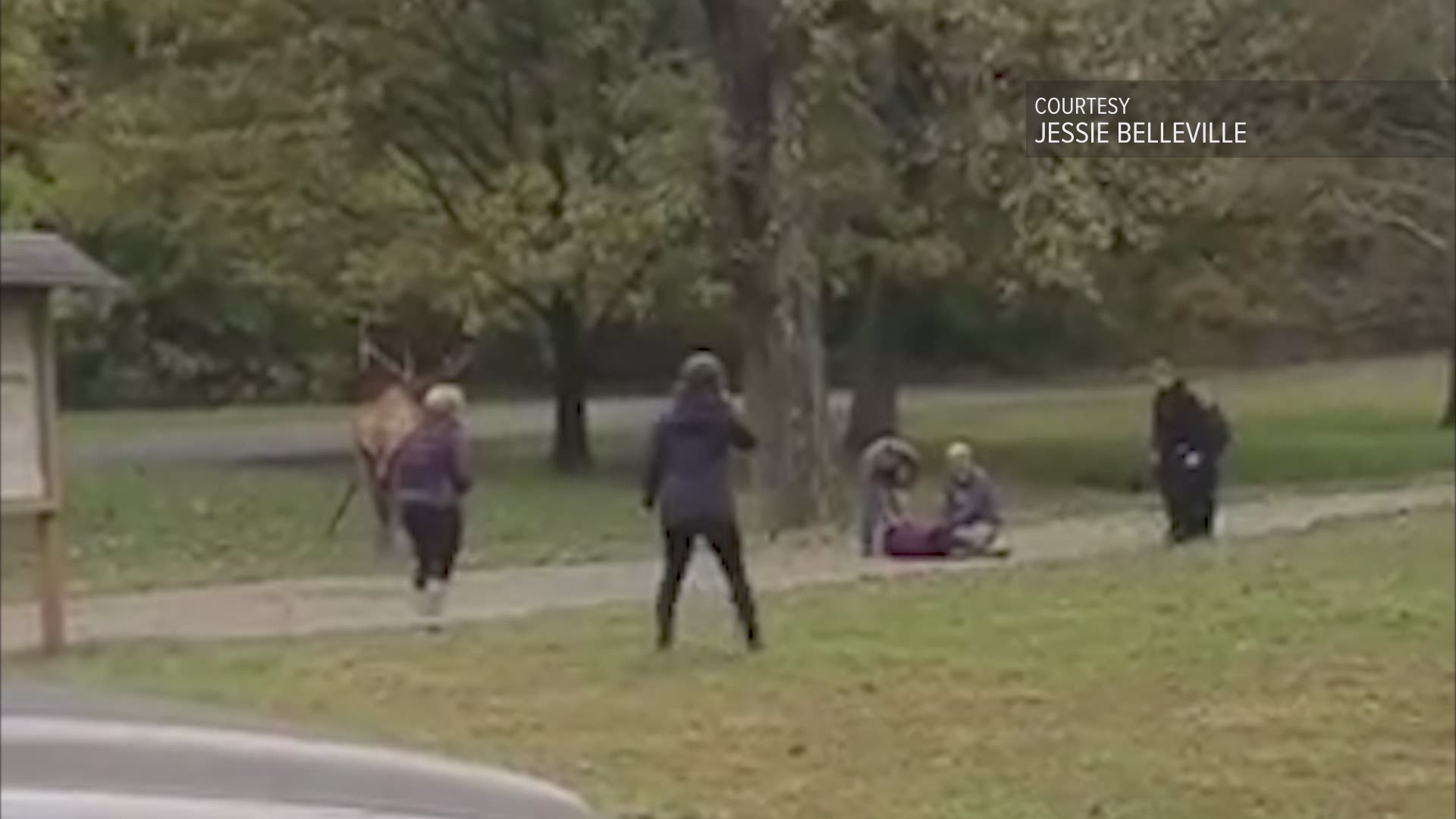 Bystander: Elk attacks woman at Lone Elk Park in St. Louis County ...