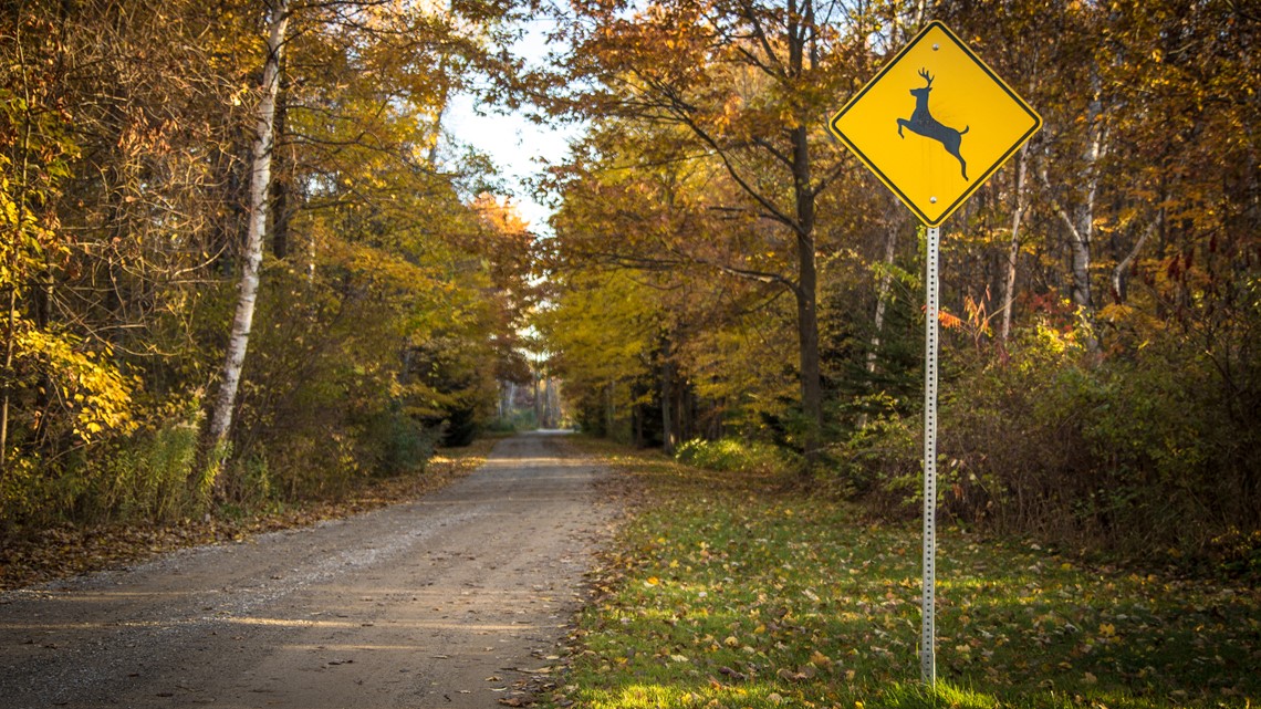 Deer-car collisions on the rise during colder season, expect more ...