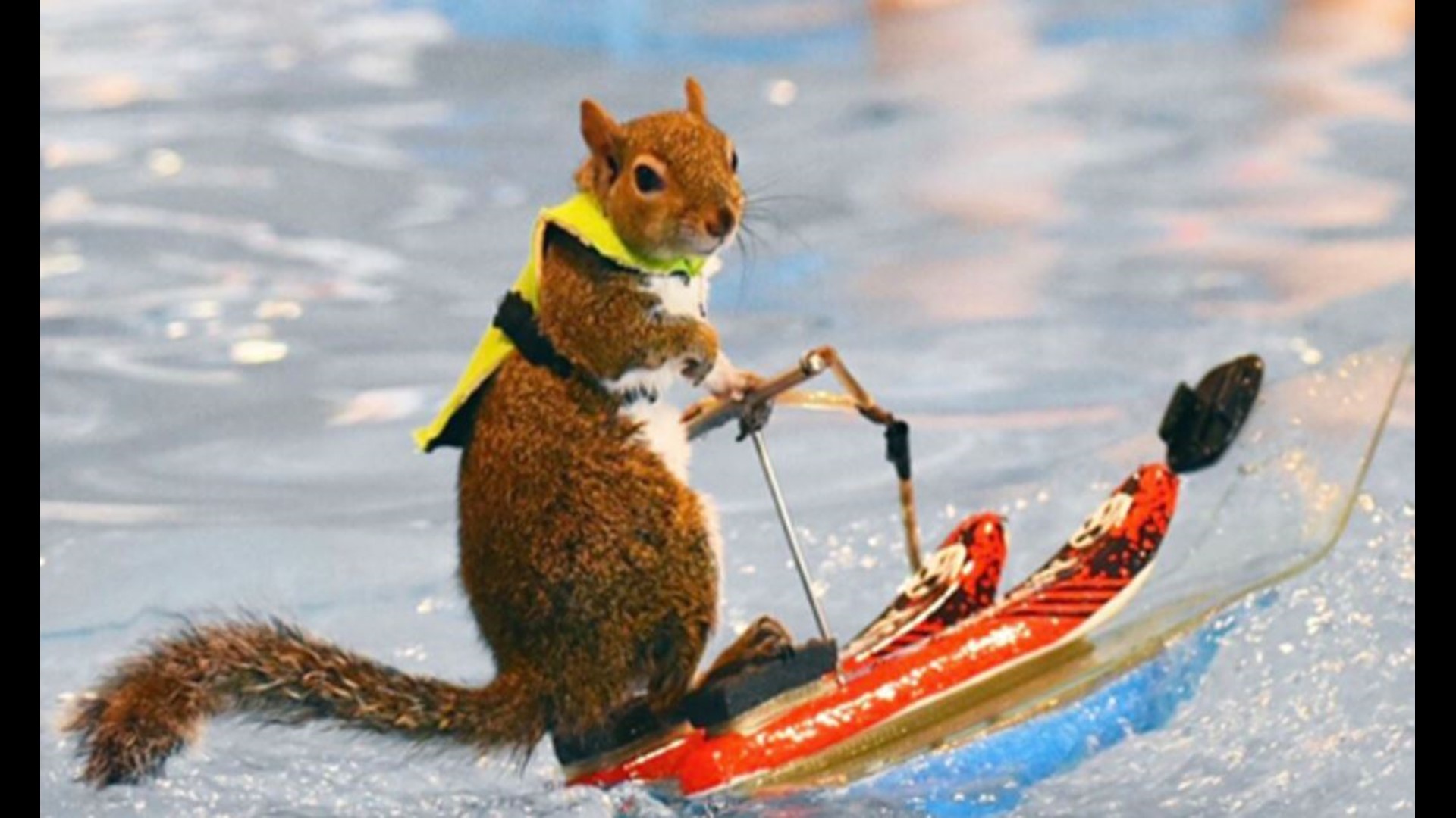 Twiggy the water-skiing squirrel makes a splash at the St. Louis Boat and Sportshow | ksdk.com