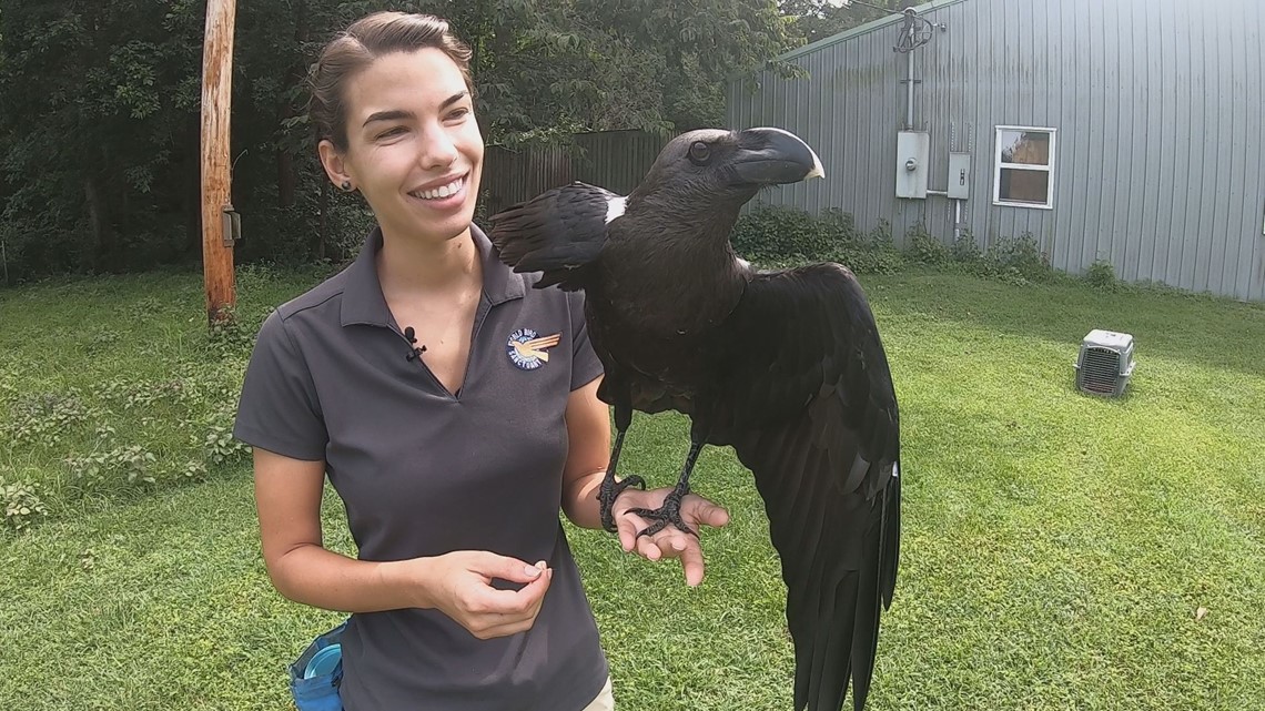 The story behind the viral 'bird or bunny' optical illusion | ksdk.com