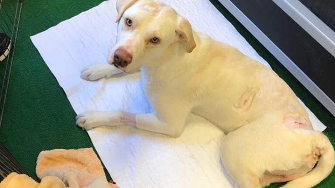 Man charged with shooting, beating dog with hammer appears in court ...