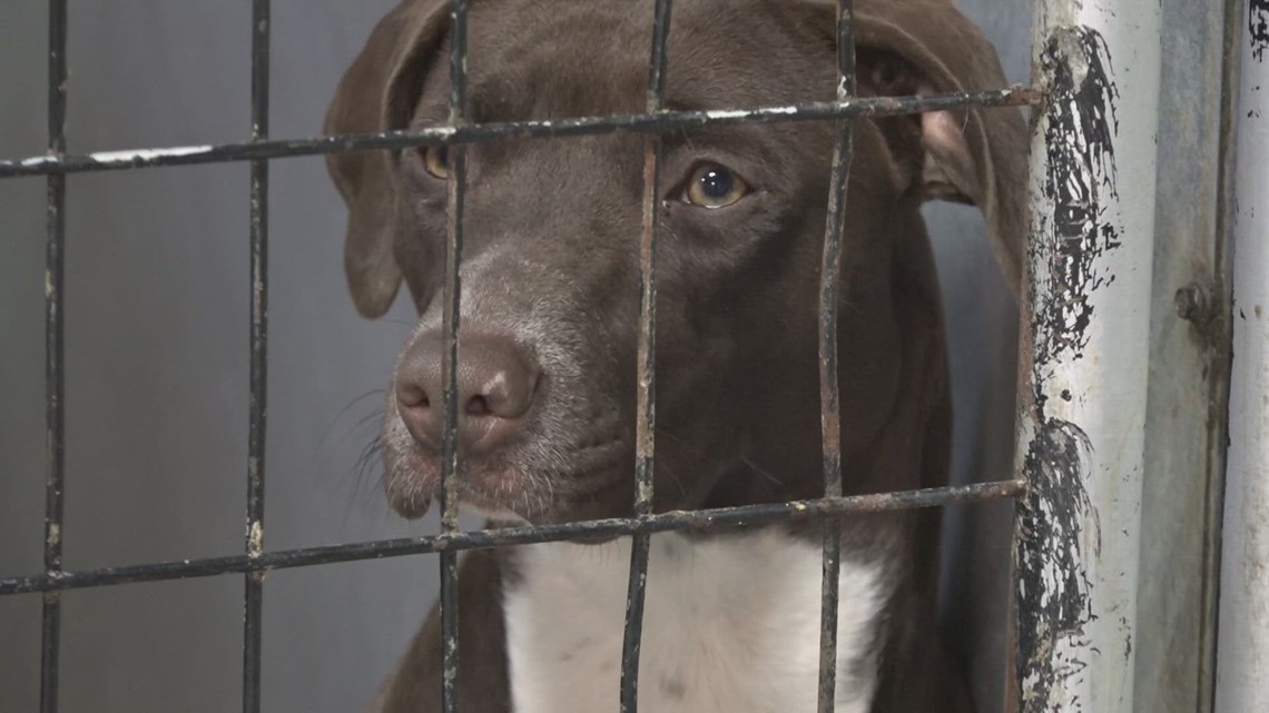CARE STL staff staying 24/7 at shelter until all dogs have homes | ksdk.com