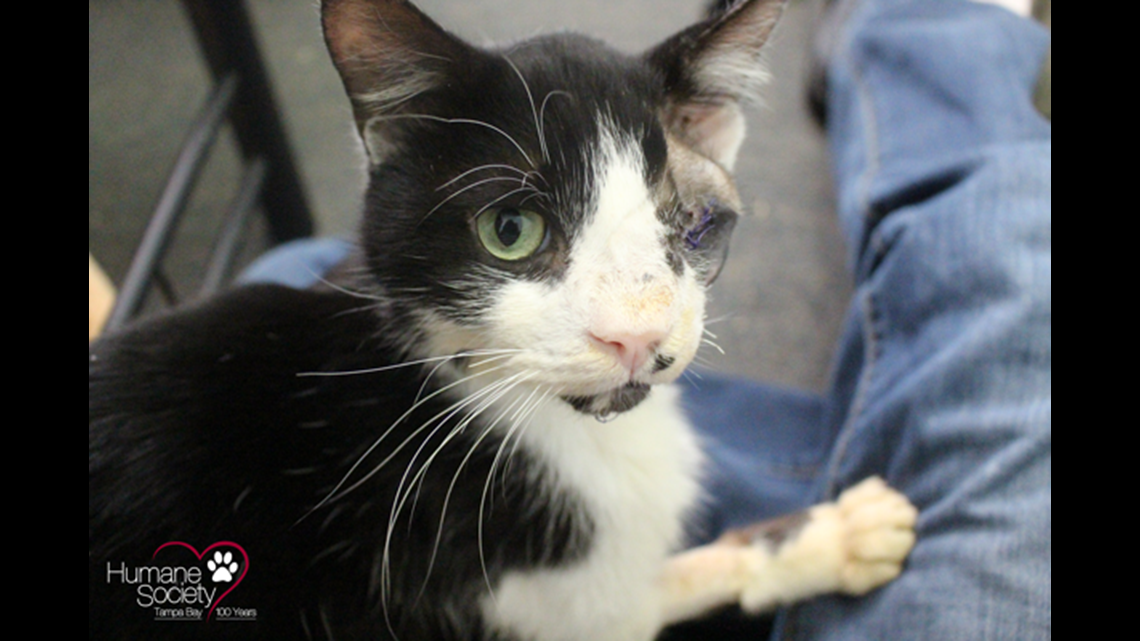 PHOTOS: Bart the Miracle Cat gets surgery | ksdk.com