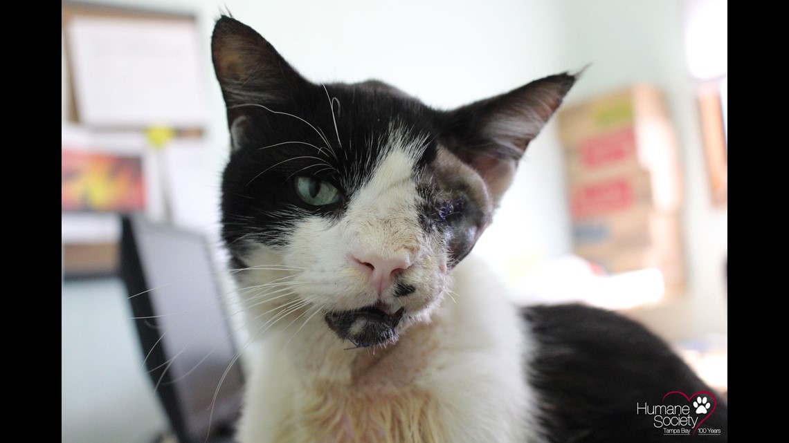 PHOTOS: Bart the Miracle Cat gets surgery | ksdk.com