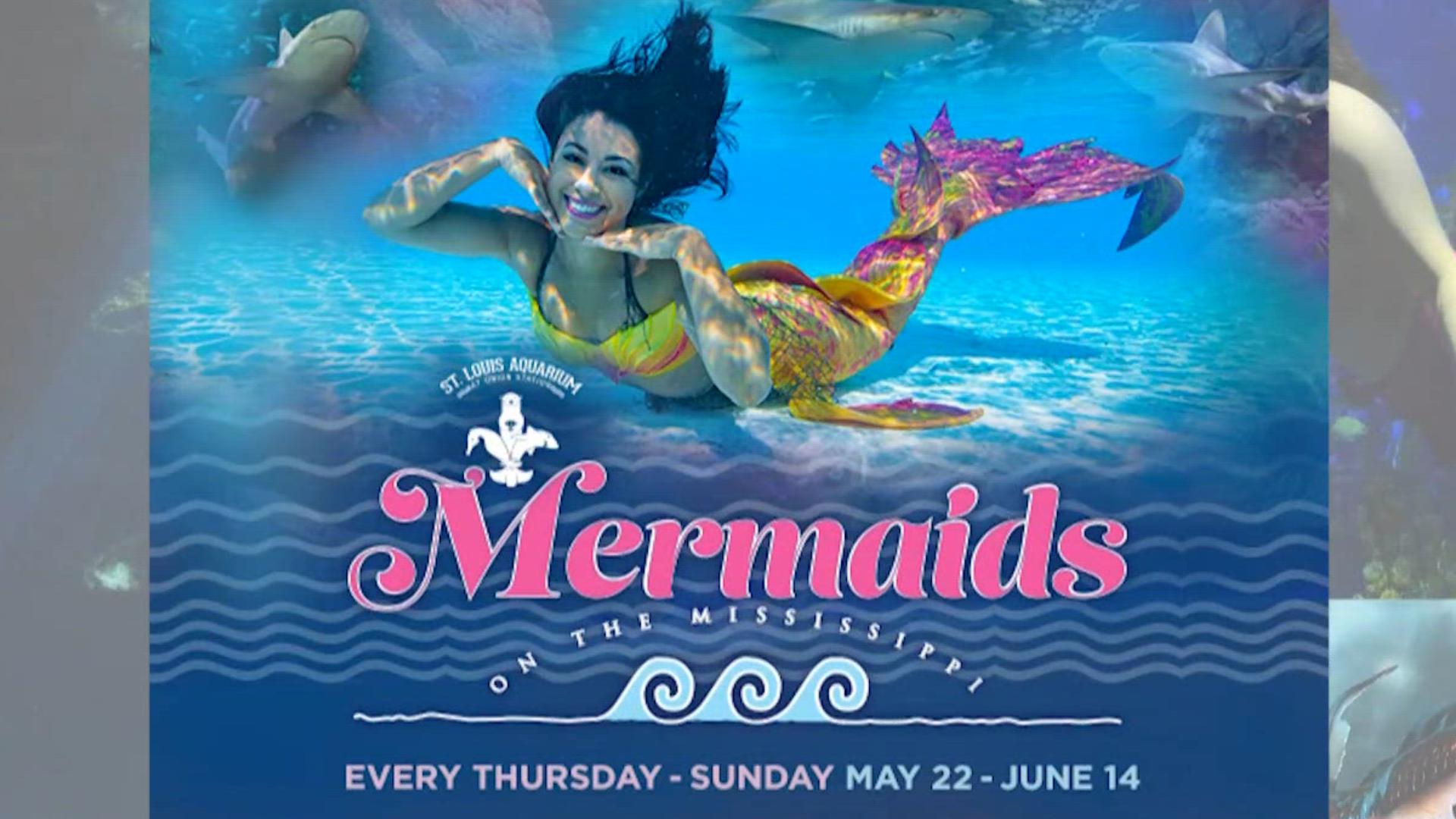 Sponsored: Dive into an underwater fairytale at St. Louis Aquarium's ...