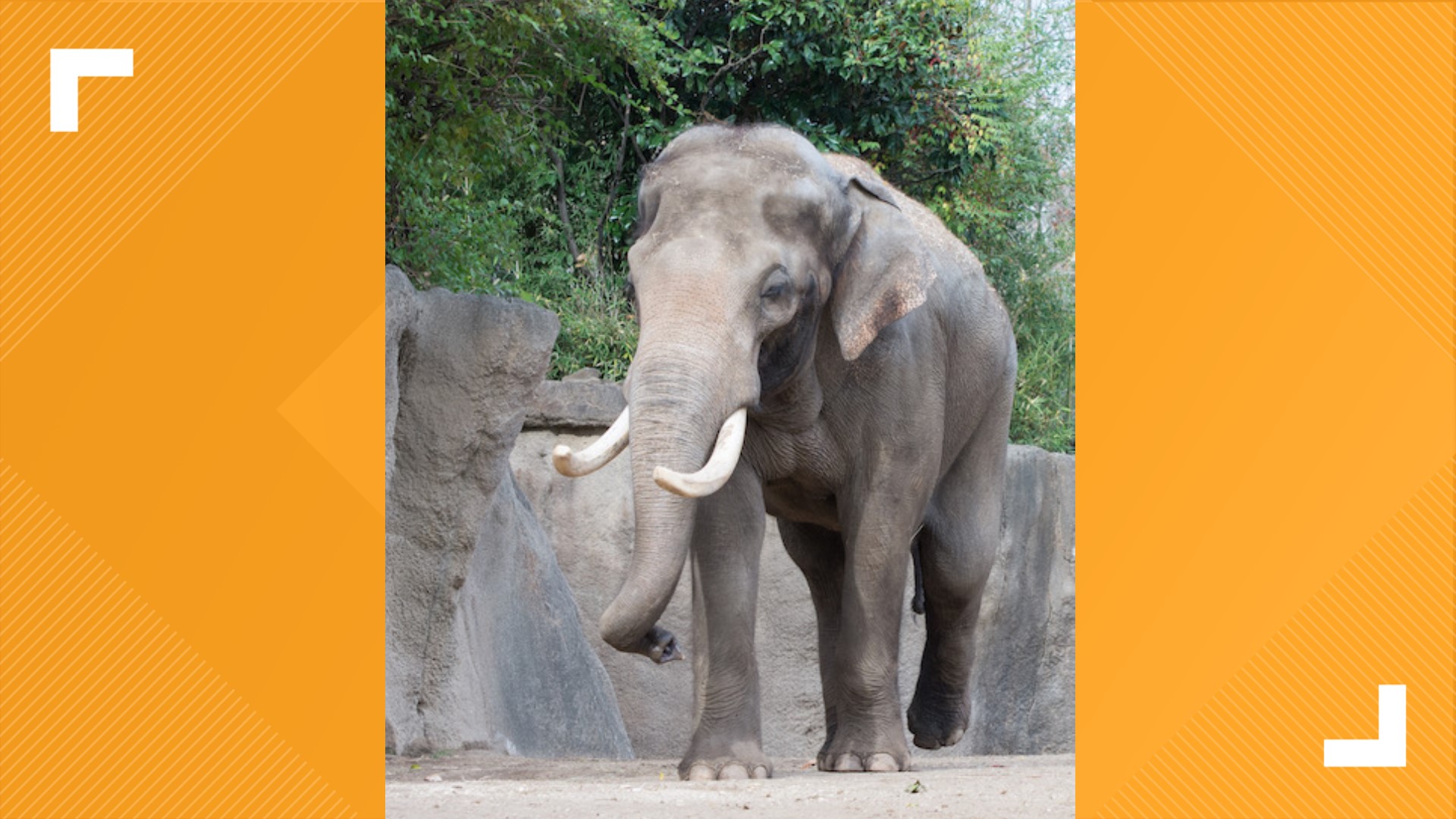 Saint Louis Zoo throwing virtual birthday party for Raja | ksdk.com
