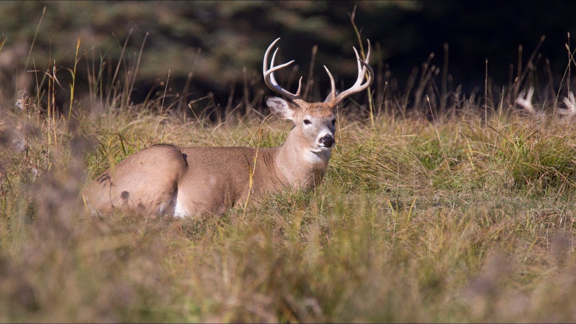 Deer hunters: MDC needs your help finding chronic wasting disease ...