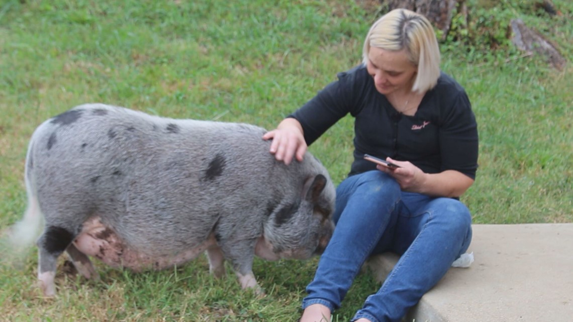 Festus woman fighting to keep pig as emotional support animal | ksdk.com