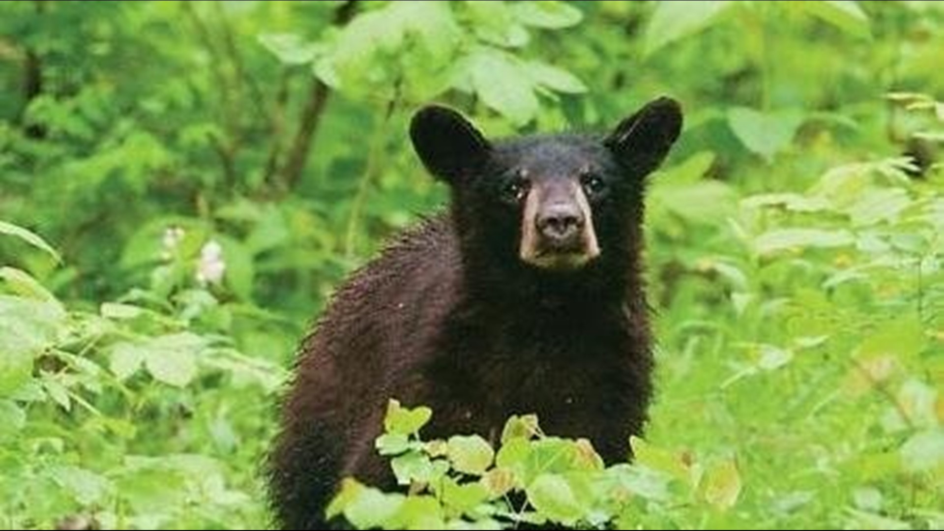Be bear aware! Missouri's black bears start coming out of their dens ...