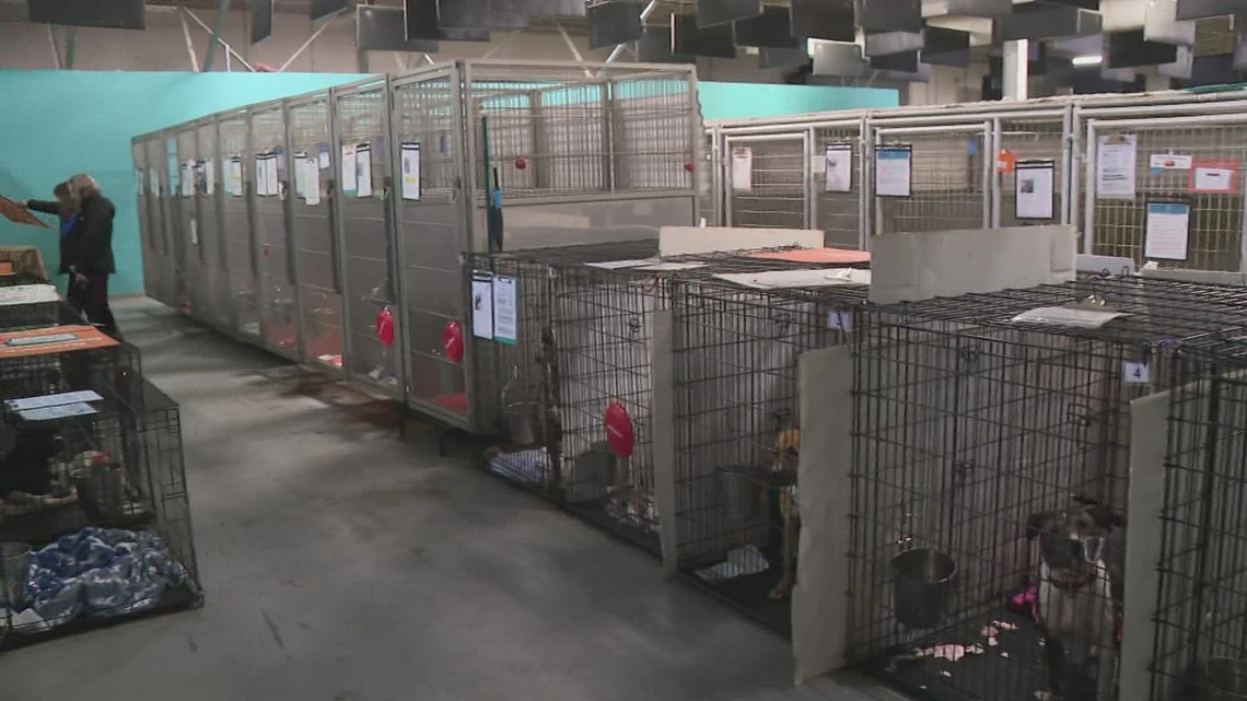 CARE STL Adoption Center overcrowded, in desperate need of foster homes ...