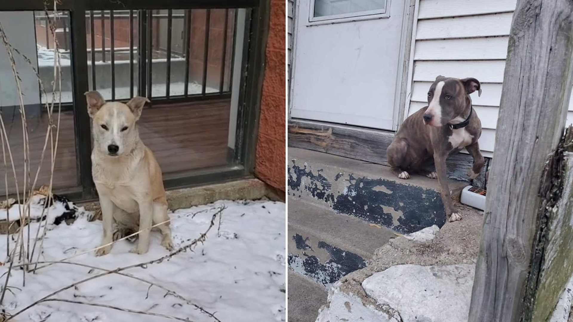 Who to call if you see pets left outside in the cold in St. Louis ...