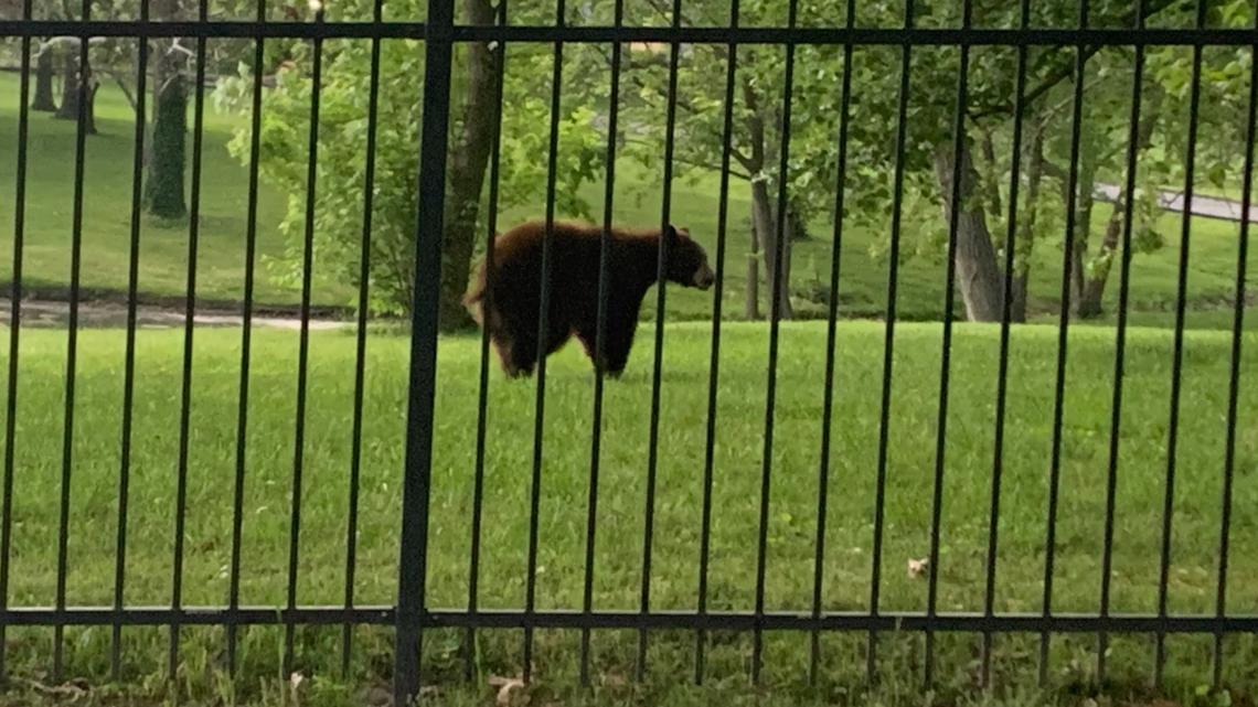Bear sightings in St. Louis area | ksdk.com