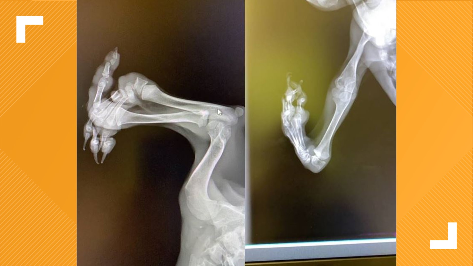 Rescue puppy | Stray Rescue's pup has 5 paws | ksdk.com