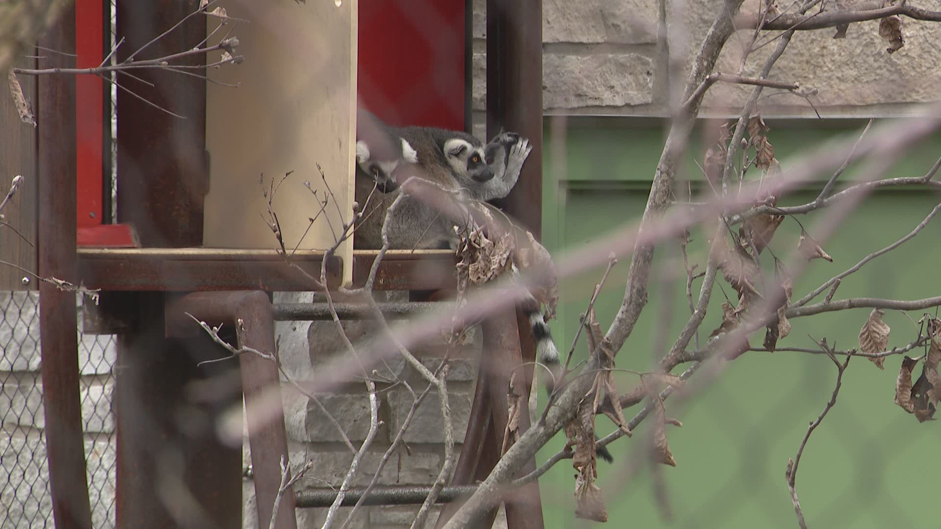 Saint Louis Zoo's new primate exhibit is like a treehouse for all ...