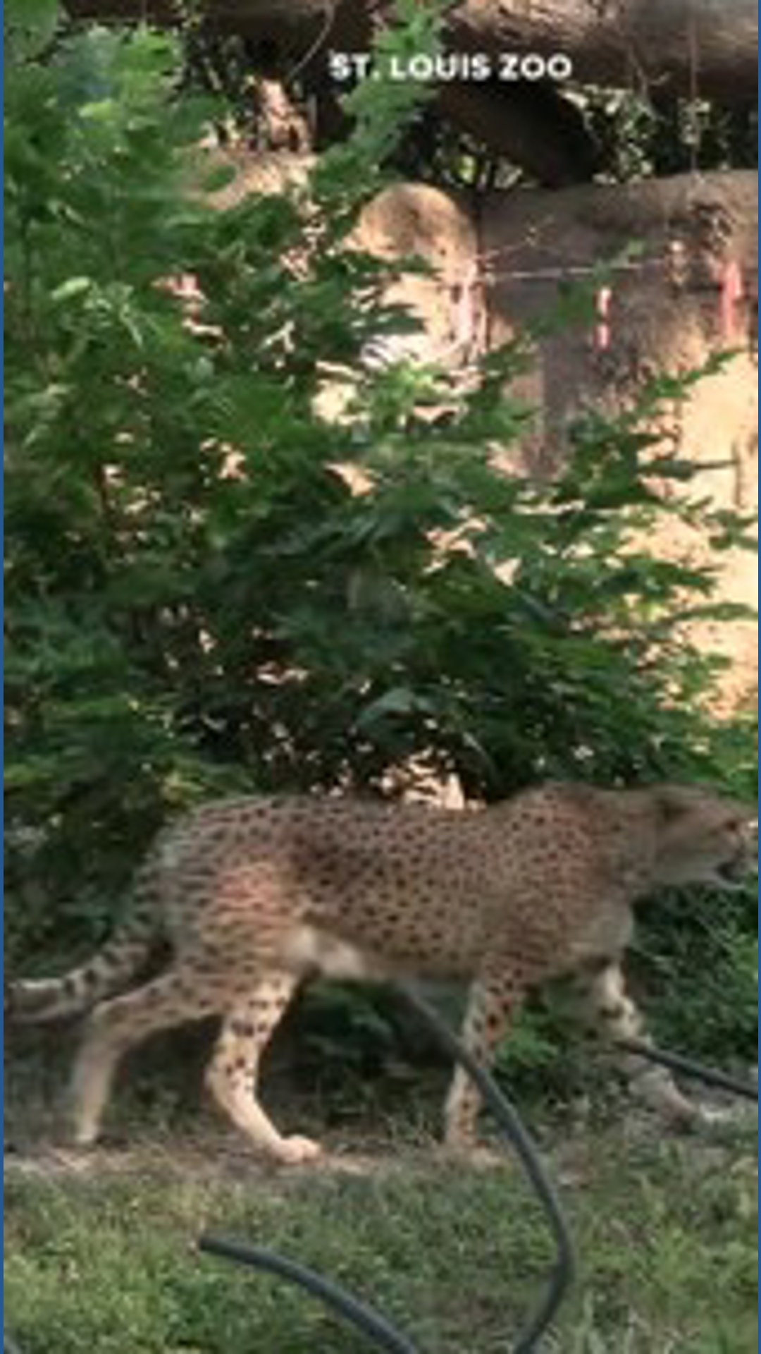 Saint Louis Zoo celebrates cheetah quintuplets' 1st birthday with 'Star ...