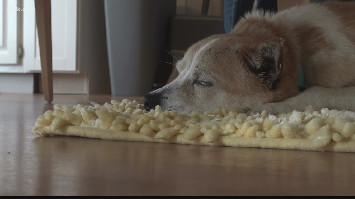 Second Chance Ranch in Valley Park welcomes all pets | ksdk.com