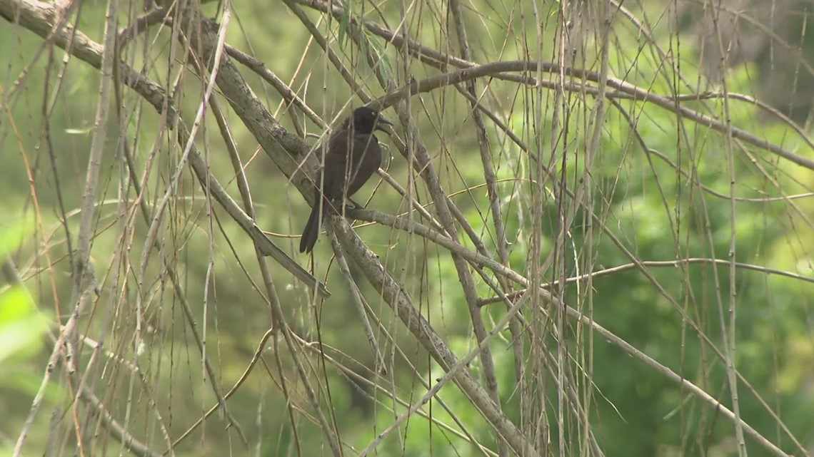 What do zoo keepers and meteorologists have in common? Tracking | ksdk.com