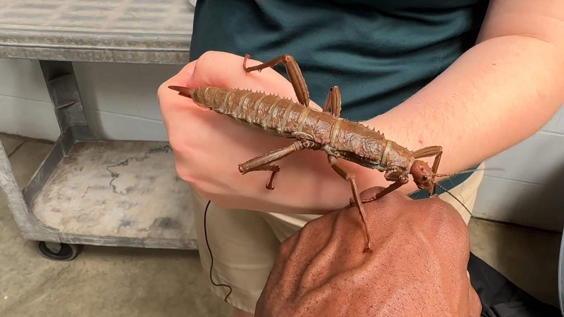 St. Louis Zoo's insectarium: Unveiling the hidden hive of activity ...