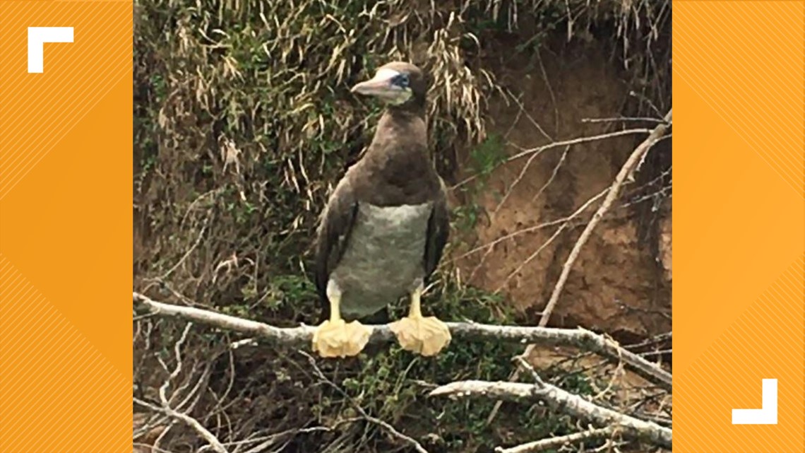Brown Booby bird spotted in Missouri Ozarks | ksdk.com
