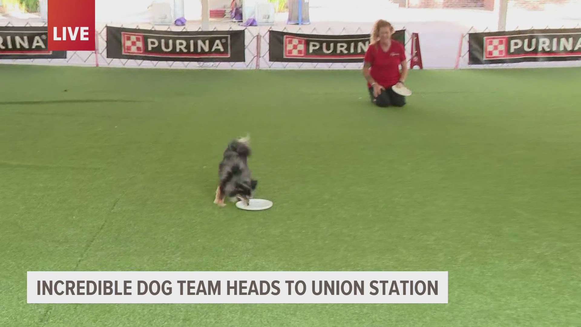 Watch Purina's canine athletes perform this summer | ksdk.com