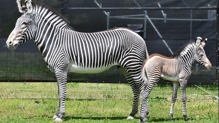 Zebra foal Roxie born at Saint Louis Zoo's WildCare Park | ksdk.com