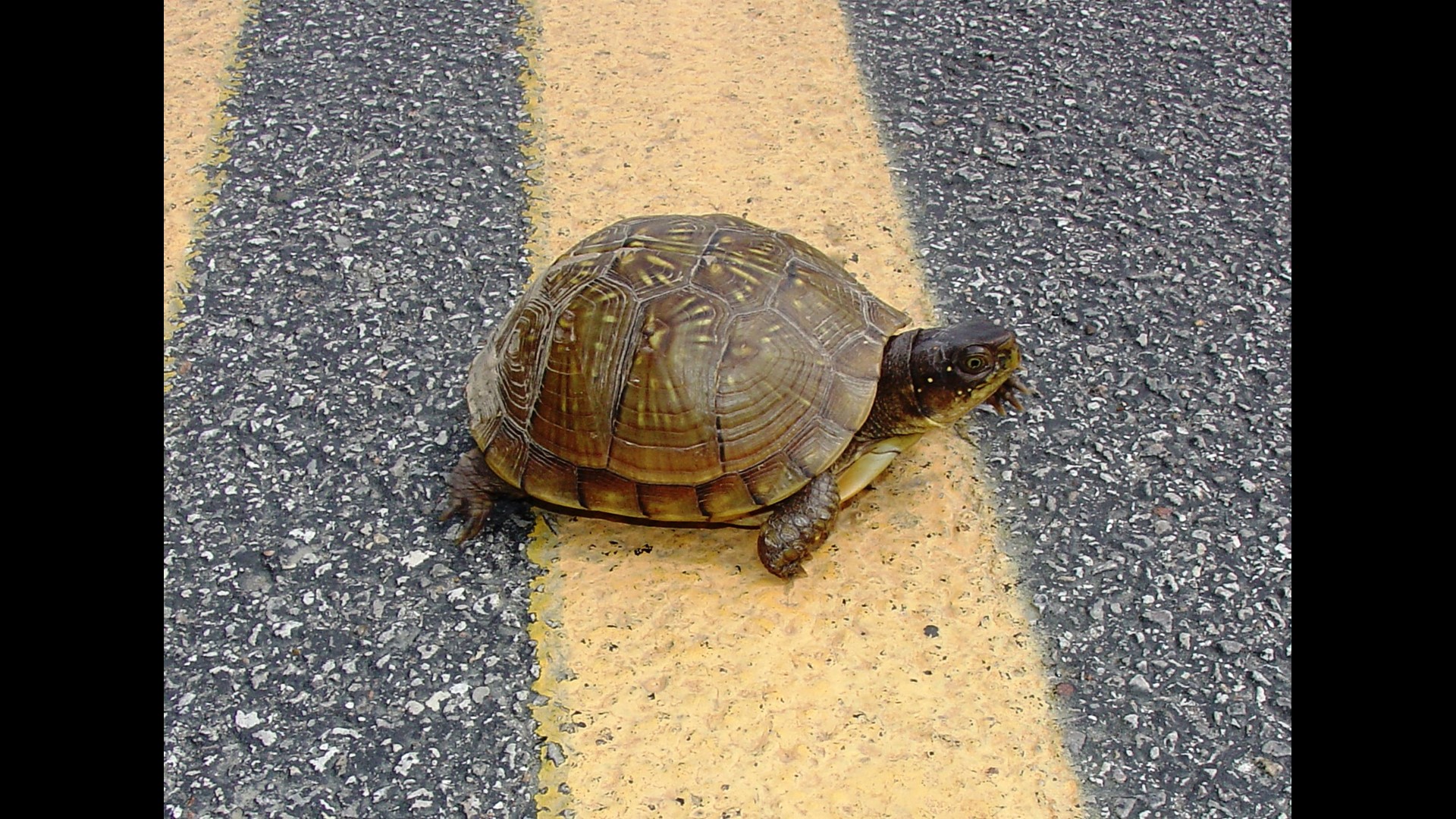 MDC encourages motorists to give turtles a brake | ksdk.com