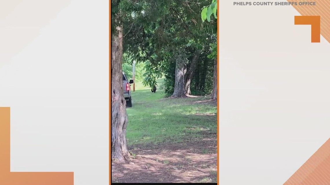 Bear spotted in Phelps County | ksdk.com