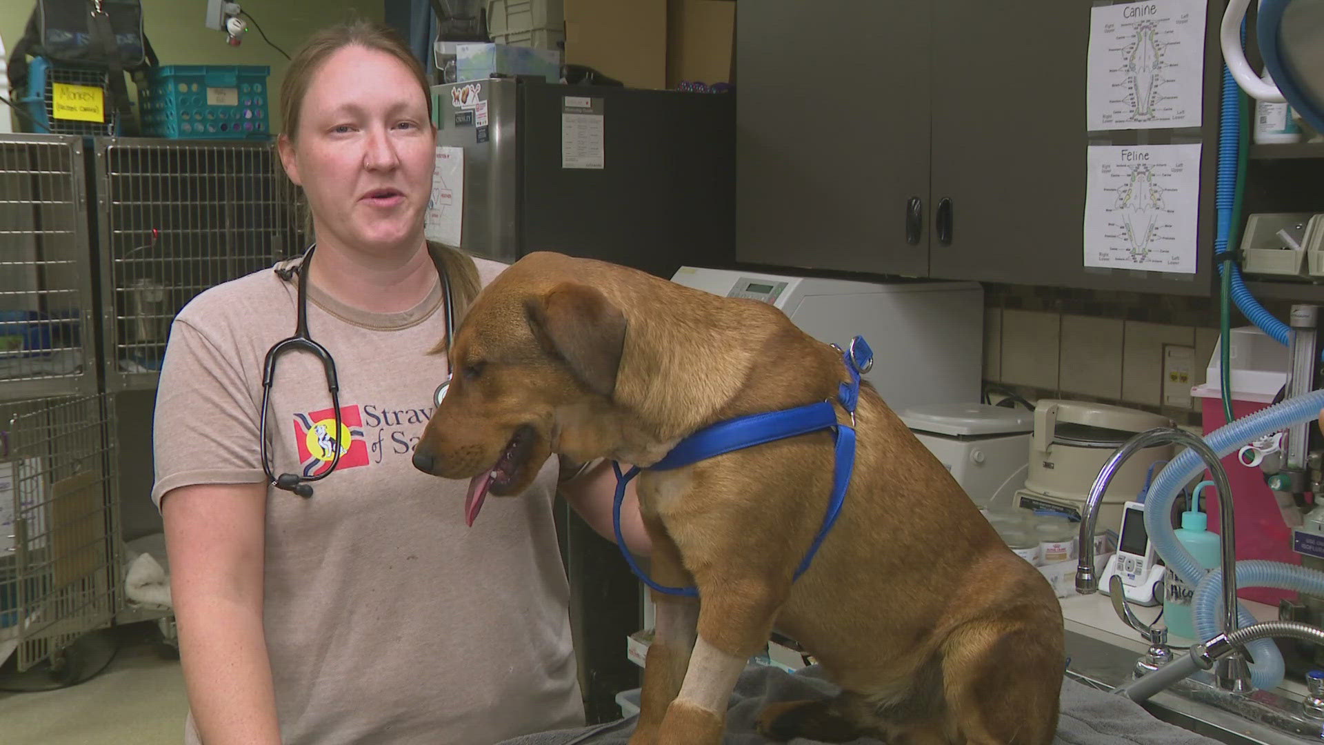 Meet Fitz, the Madison County Courthouse dog | ksdk.com