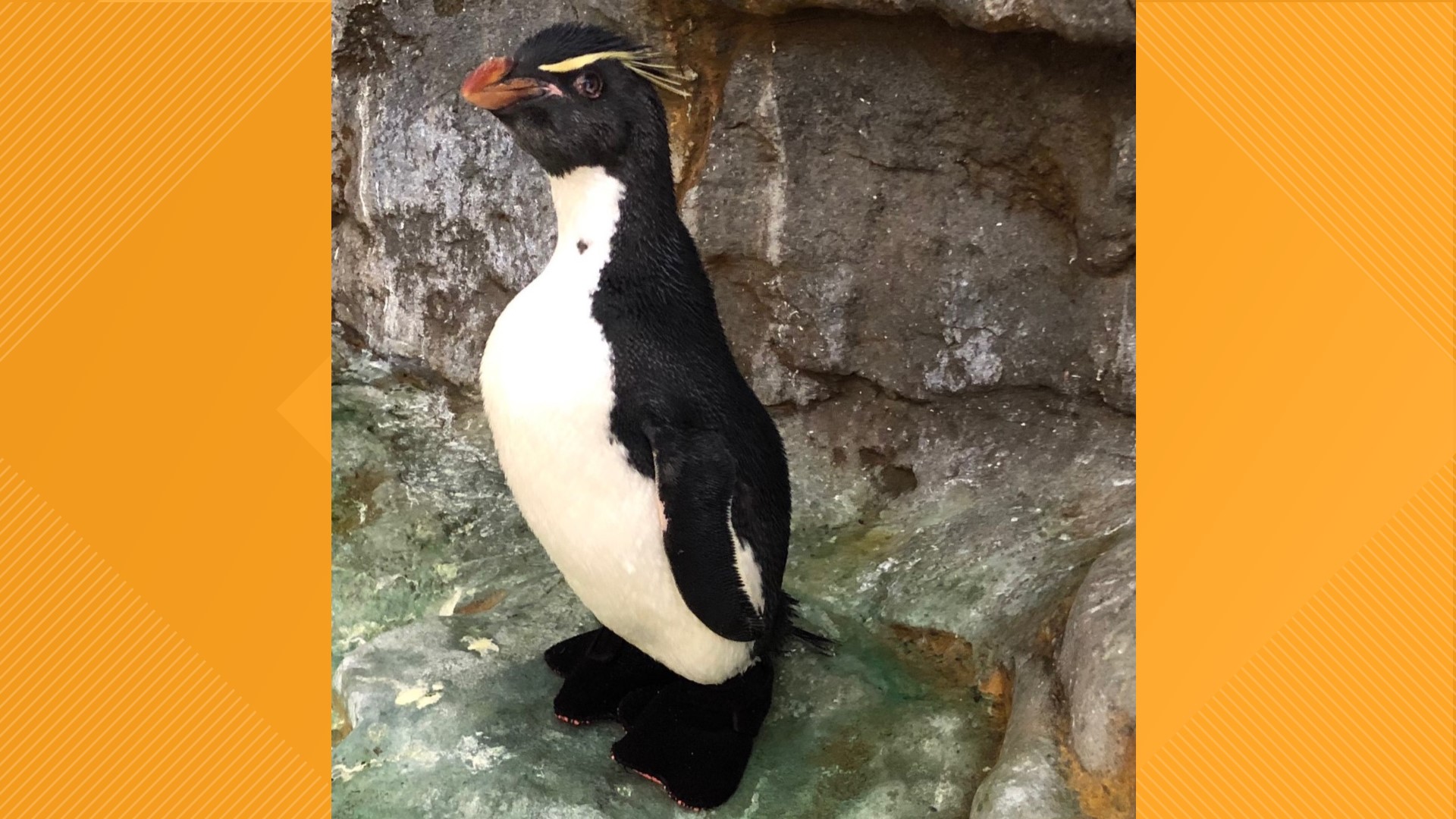 St. Louis Zoo penguin goes viral for wearing custom shoes | ksdk.com