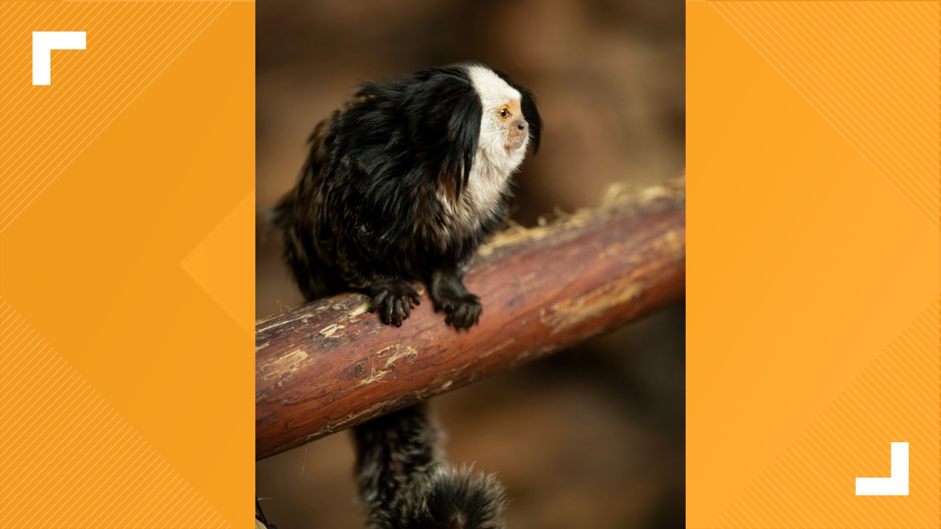 Saint Louis Zoo adds new 'tiny little monkeys' | ksdk.com
