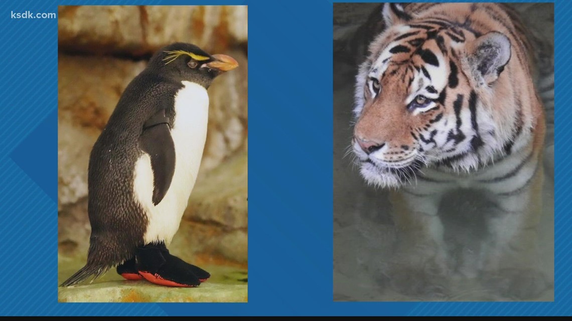 2 beloved Saint Louis Zoo animals die | ksdk.com