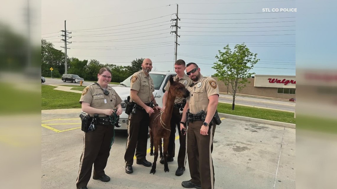 Police capture llama on the run in north St. Louis County | ksdk.com