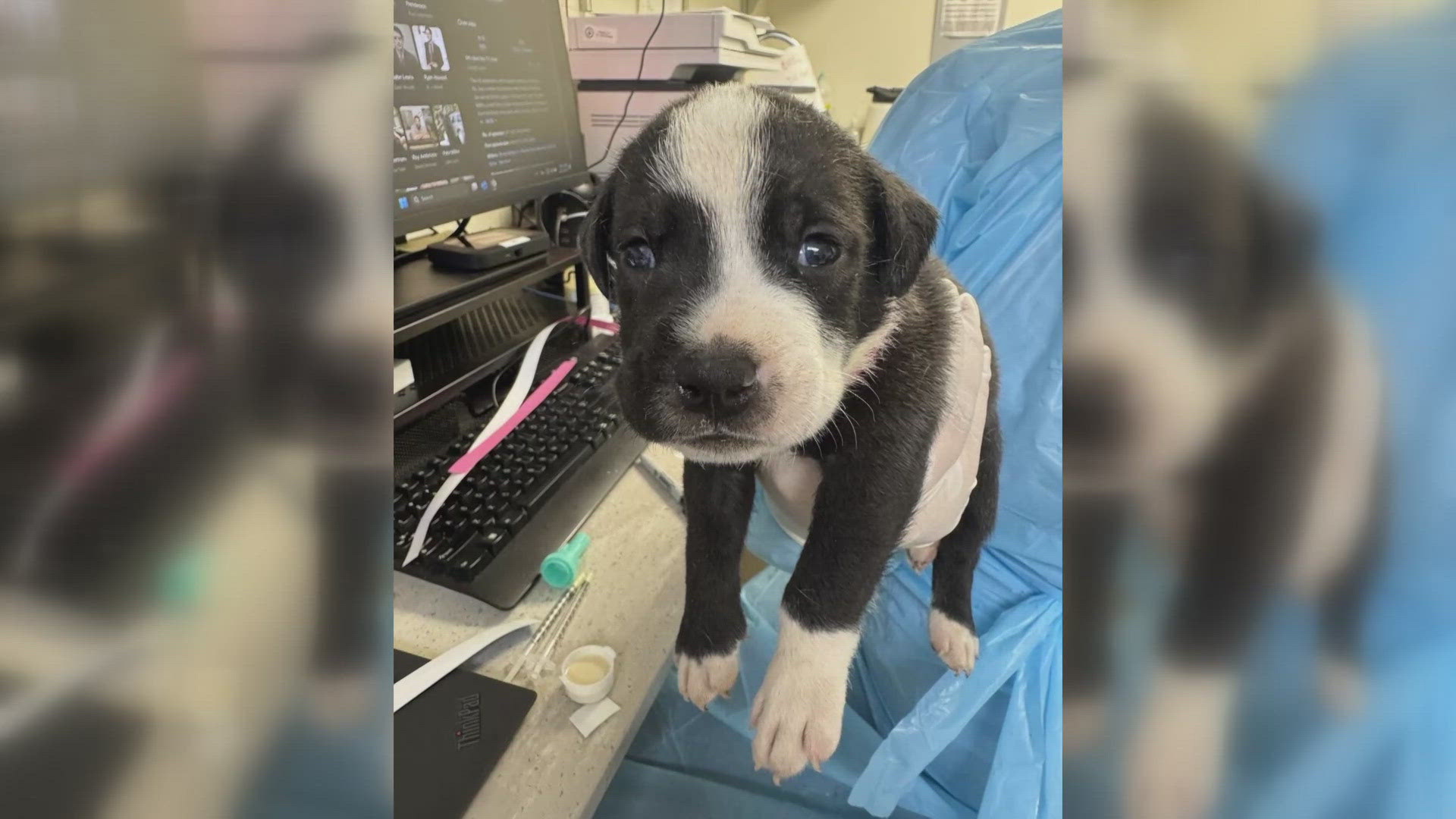 St. Louis animal shelter seeks foster homes to help with overcrowding ...