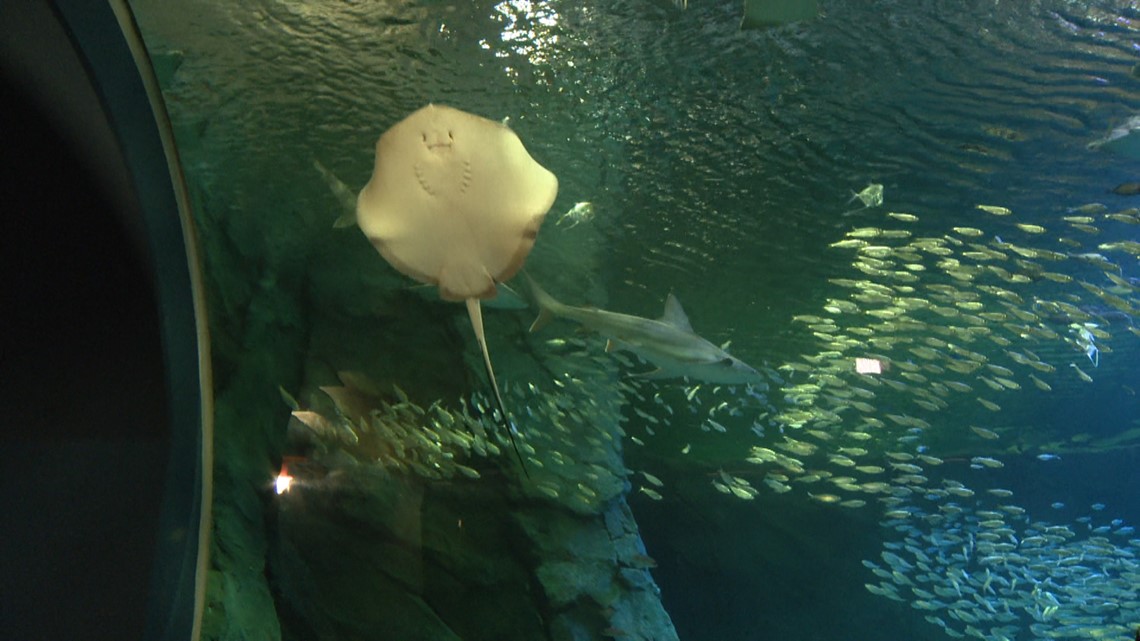 St. Louis Aquarium: A first look at Shark Canyon | ksdk.com