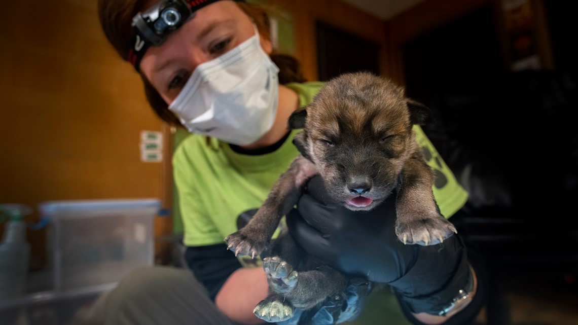 St. Louis: Mexican wolf pups sent to Arizona, New Mexico | ksdk.com